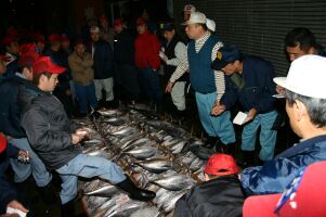 Fukuoka's Fresh Fish Marke | Fukuoka Now