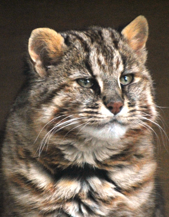 George the Tsushima Cat Dies | Fukuoka Now