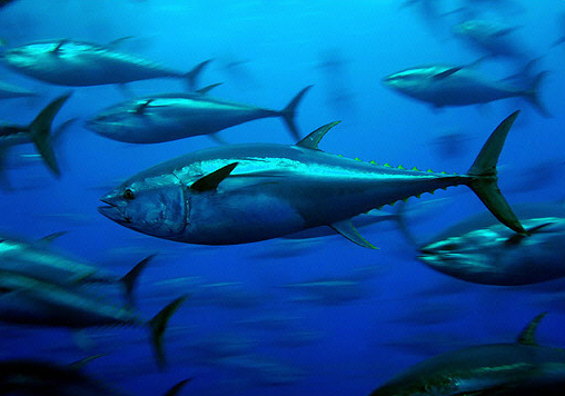 Tuna Spawning Tank Opened in Nagasaki | Fukuoka Now