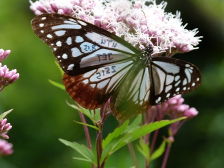 Butterfly from Kyoto Spotted in Dazaifu | Fukuoka Now